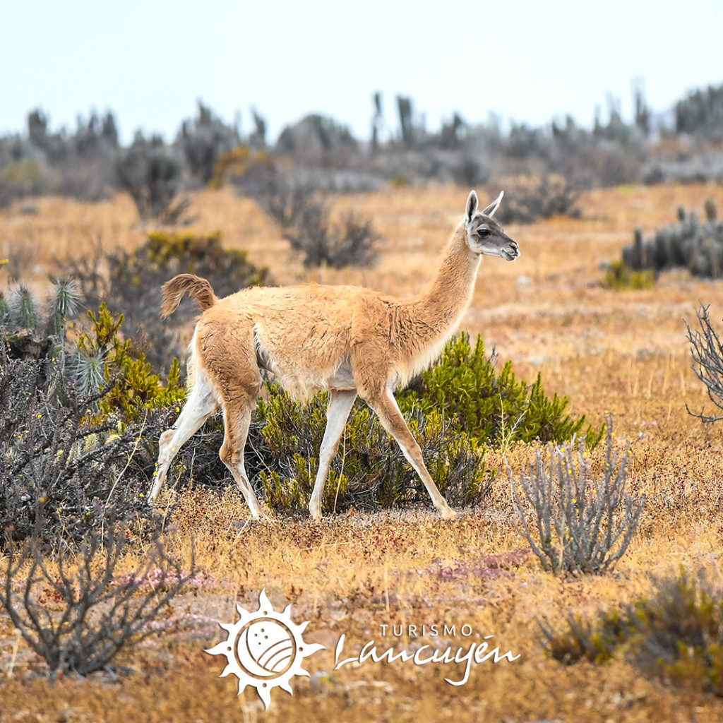 Tour Isla Damas - Turismo Lancuyen